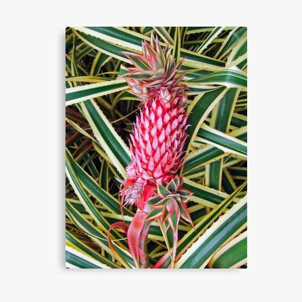Ananas Canvas Prints | Redbubble