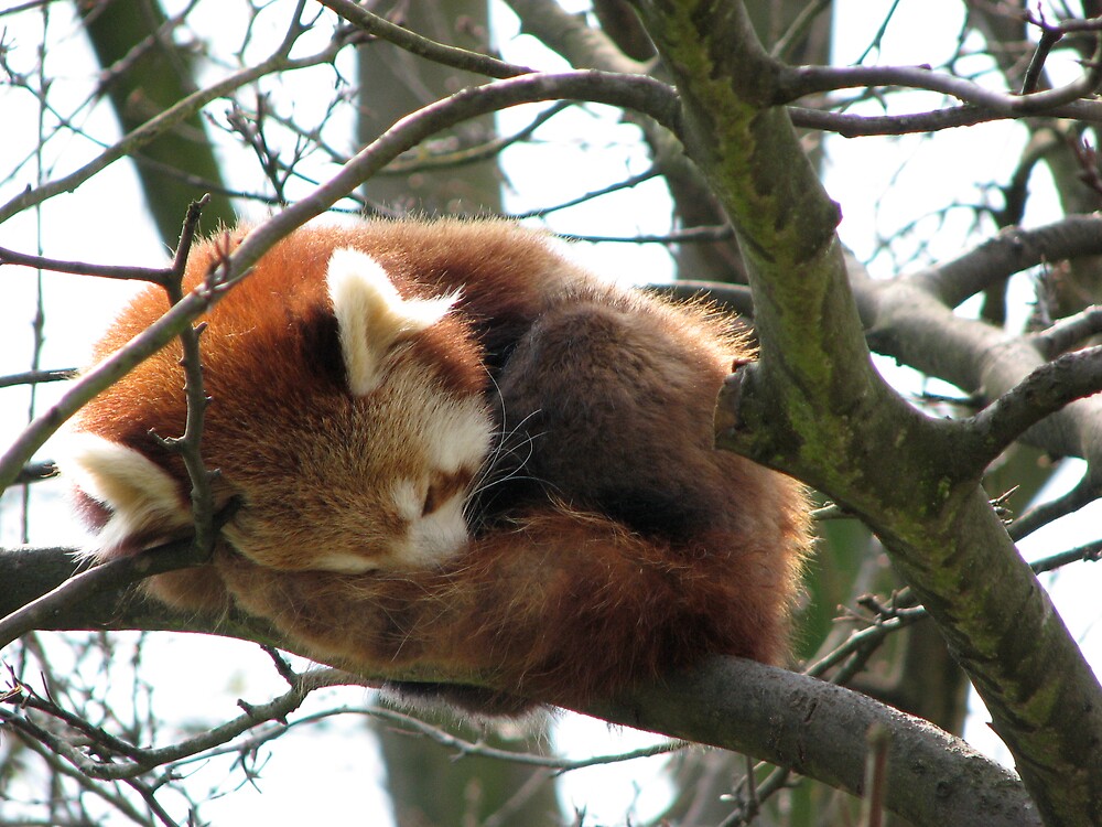 "Red Panda Hiding " by Andrew Lloyd | Redbubble