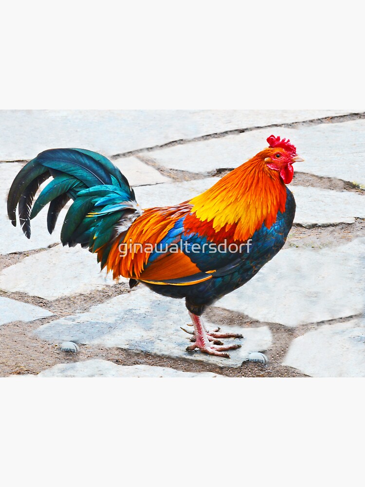 "French Rooster - Rainbow Colors" Sticker by ginawaltersdorf | Redbubble