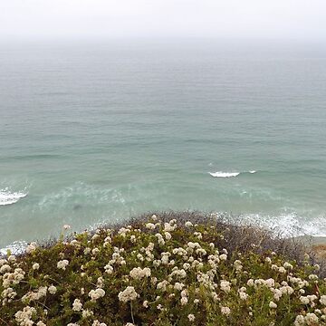 "Torrey Pines State Reserve" Sticker for Sale by BaileyC1 | Redbubble