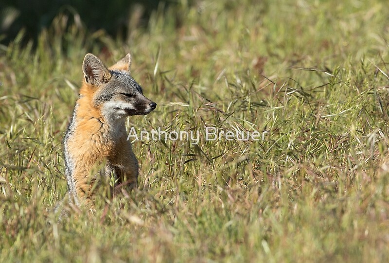 "Sitting fox in a field of grass" by Anthony Brewer | Redbubble