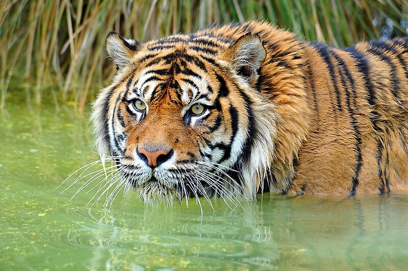 "A Sumatran Tiger At The Orana Wildlife Park, Christchurch. South ...