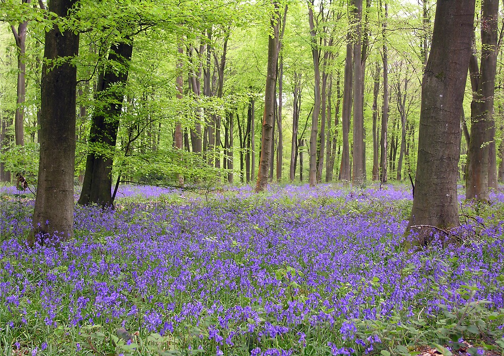"Bluebells in early May, Micheldever Woods, Hampshire, southern England ...