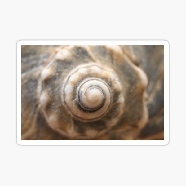 Magic Conch Shell Stickers | Redbubble