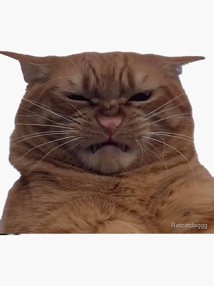 Gato Con Cara De Asco