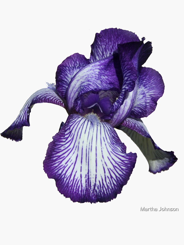 "Purple Iris" Sticker for Sale by mlcltd | Redbubble