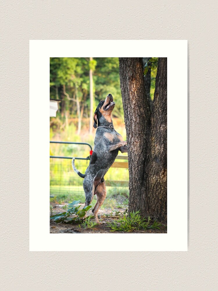 Bluetick Coonhound Treeing Drawing