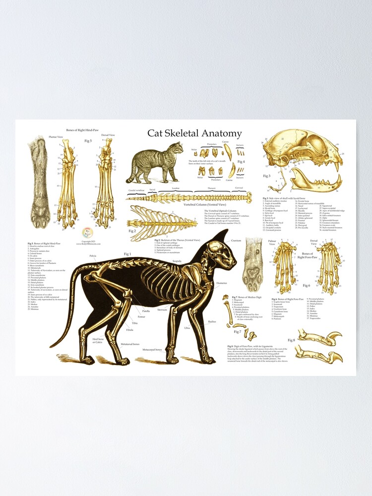 "Cat Skeletal Anatomy Veterinary Wall Chart" Poster for Sale by ...