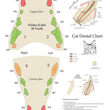 "Cat Feline Veterinary Dental Tooth Poster Wall Chart" Poster for Sale ...