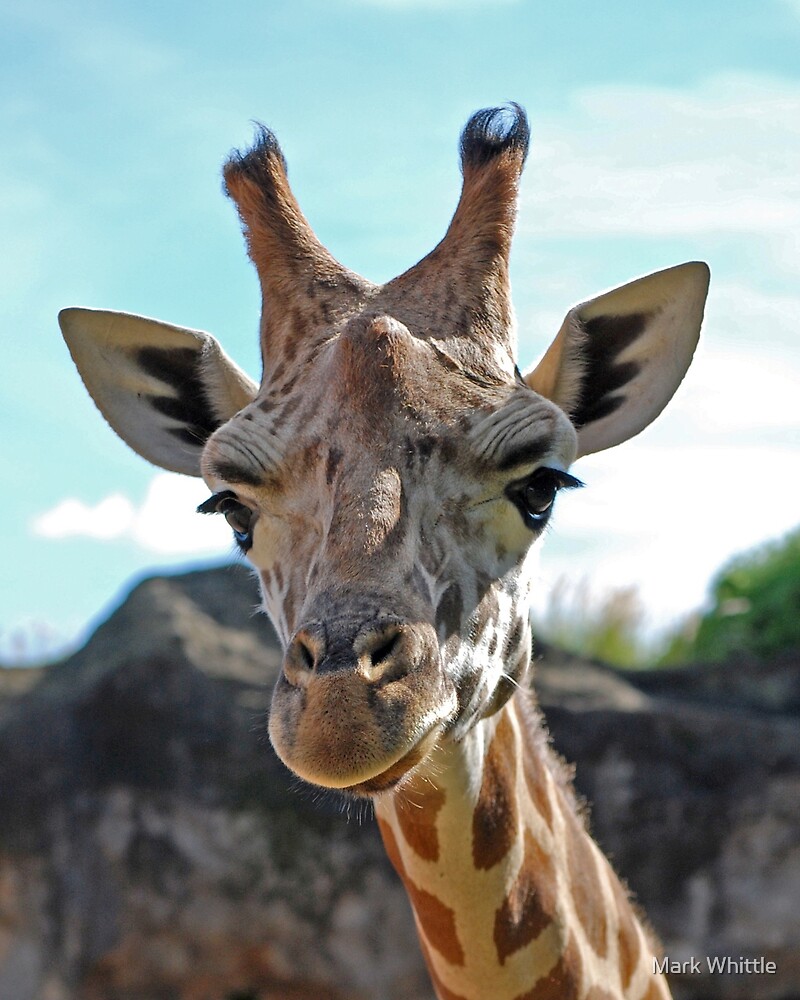 "Smiling Giraffe " by Mark Whittle | Redbubble