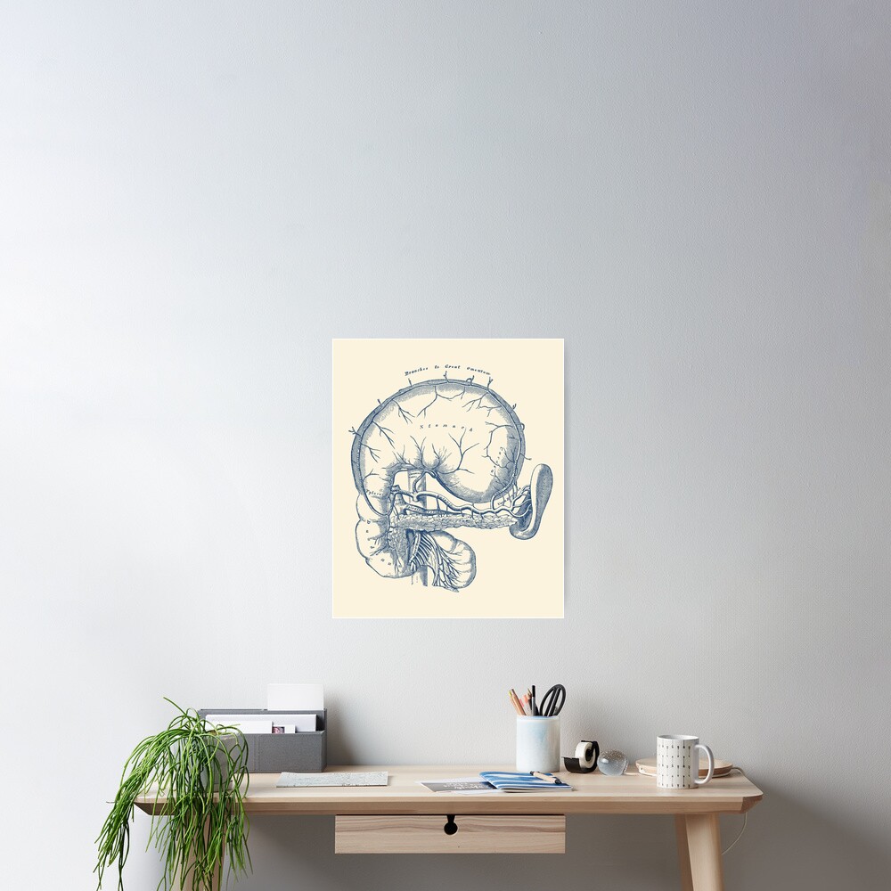 "Human Stomach Diagram - Vintage Anatomy Poster" Poster for Sale by ...