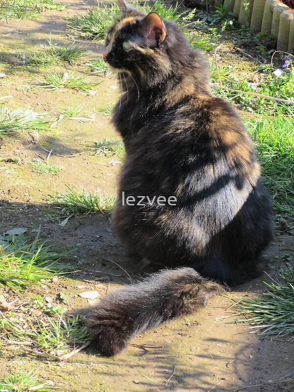"Trixie Enjoying Early Spring Sunshine" by lezvee | Redbubble
