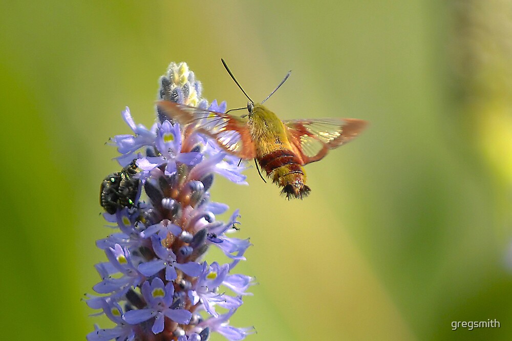 "Clear Wing Hummingbird Moth" by gregsmith | Redbubble