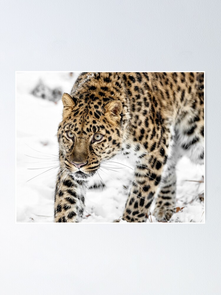 "Endangered Amur Leopard" Poster by WesDotPhotos | Redbubble