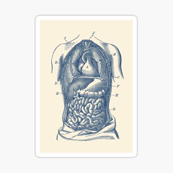 "Human Digestive System Diagram" Sticker for Sale by VAposters | Redbubble