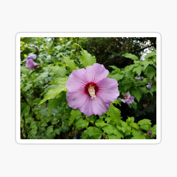 "Rose of sharon" Sticker for Sale by Darlirra | Redbubble