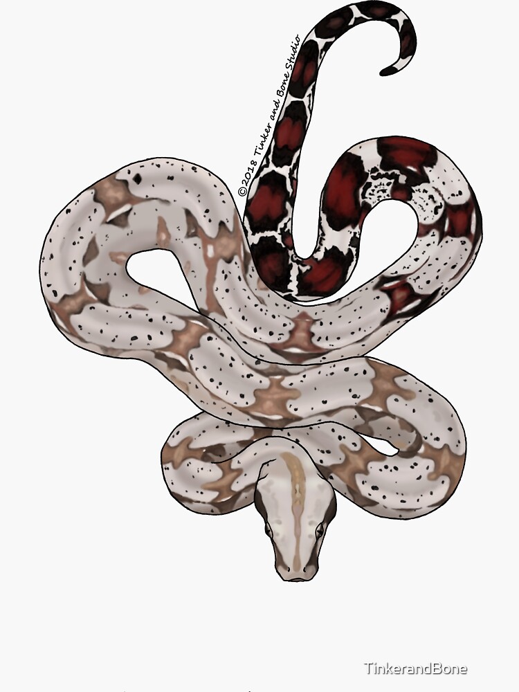 "Red Tailed Boa" Sticker for Sale by TinkerandBone | Redbubble