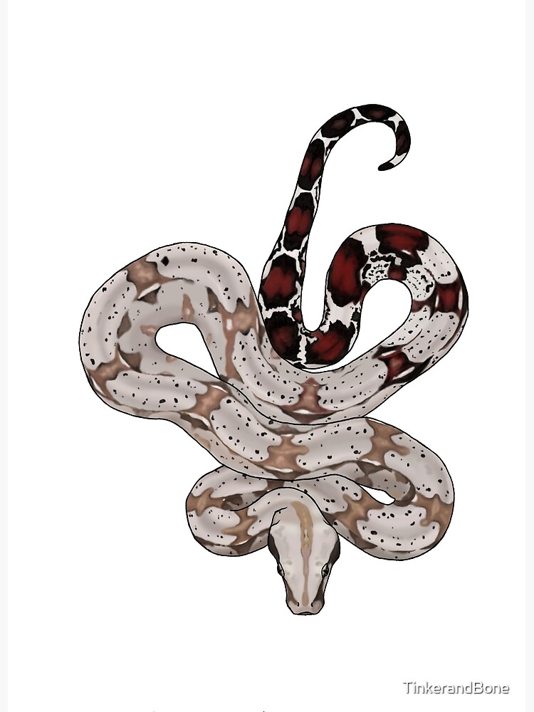 "Red Tailed Boa" Poster by TinkerandBone | Redbubble