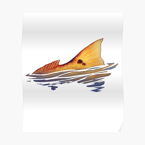 "Tailing Redfish | Redfish Tail" Poster by blueshore | Redbubble