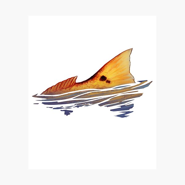 "Tailing Redfish | Redfish Tail" Photographic Print by blueshore ...