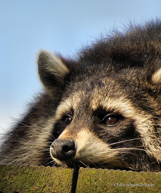 "Grumpy Raccoon" by chihuahuashower | Redbubble