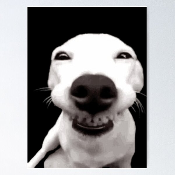Chien Souriant Meme Happy Funny Chien Berger Australien La Ville De