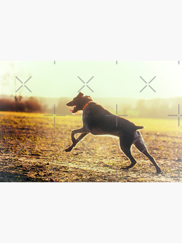 "German Wirehaired Pointer running" Sticker by heidiannemorris | Redbubble