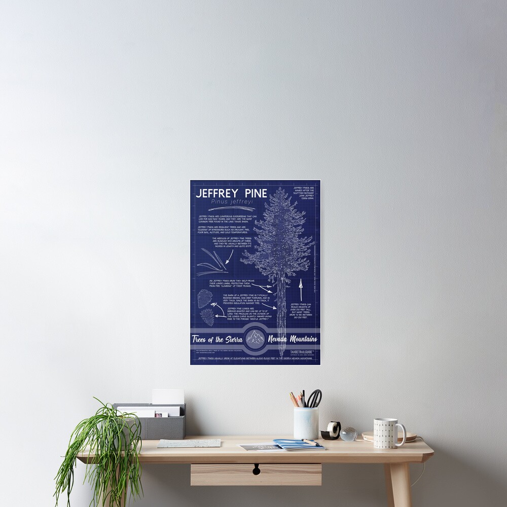 "Jeffrey Pine (Pinus jeffreyi) Infographic" Poster for Sale by ...