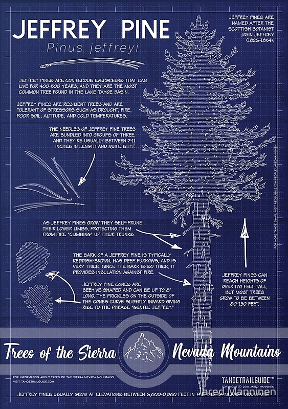 "Jeffrey Pine (Pinus jeffreyi) Infographic" by Jared Manninen | Redbubble