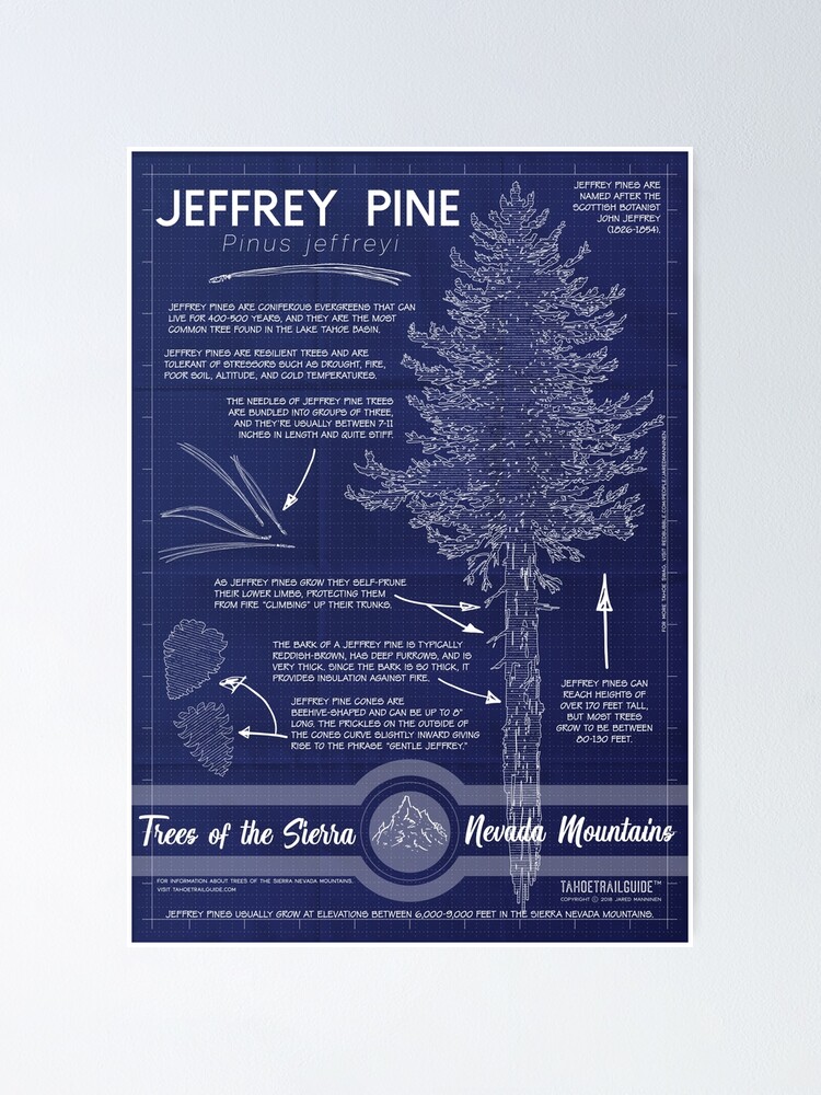 "Jeffrey Pine (Pinus jeffreyi) Infographic" Poster for Sale by ...