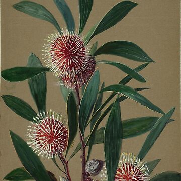 "Hakea laurina (Pin-cushion Hakea) " Apron for Sale by State Library of ...