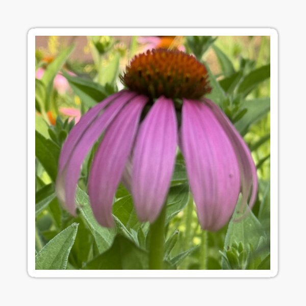 "Coney Maroney " Sticker for Sale by deedlesmcgee | Redbubble