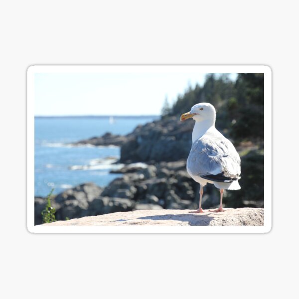 "The Maine Gull" Sticker by autumnseasphoto | Redbubble