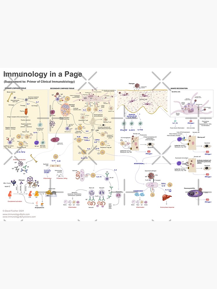 "Immunology in a Page" Photographic Print for Sale by David Fulcher ...