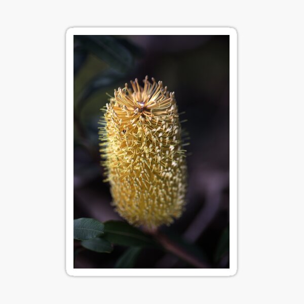"Banksia Australian Flora" Sticker by bubbleblue | Redbubble