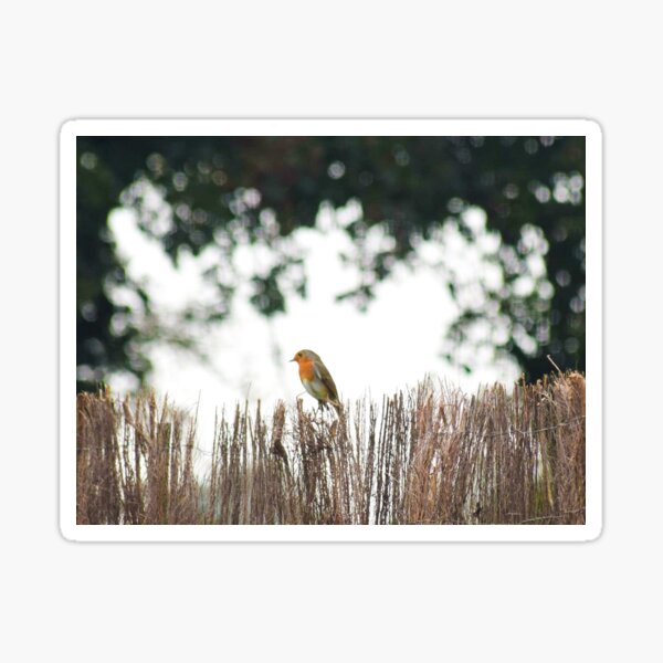 "Robin" Sticker by Hannah-lc | Redbubble