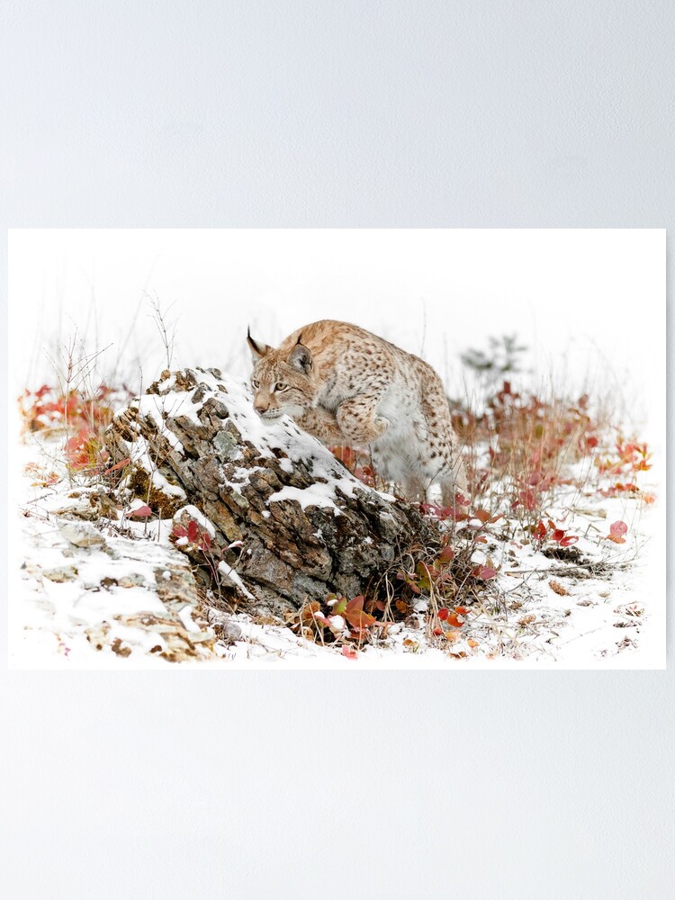 "Pouncing Siberian Lynx" Poster by WesDotPhotos | Redbubble