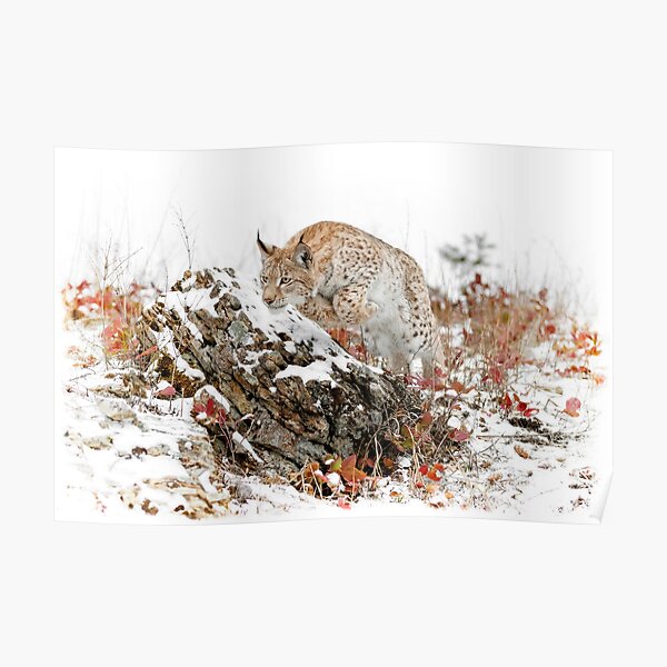 "Pouncing Siberian Lynx" Poster by WesDotPhotos | Redbubble