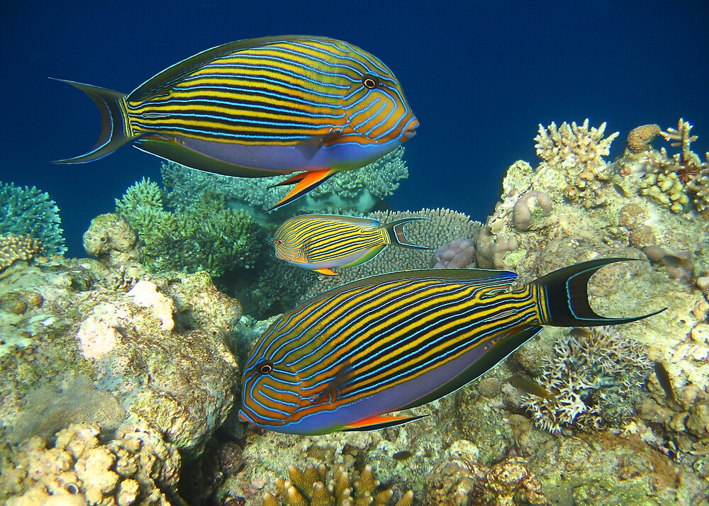 "BLUE LINED SURGEONFISH - BALI" by Michael Sheridan | Redbubble