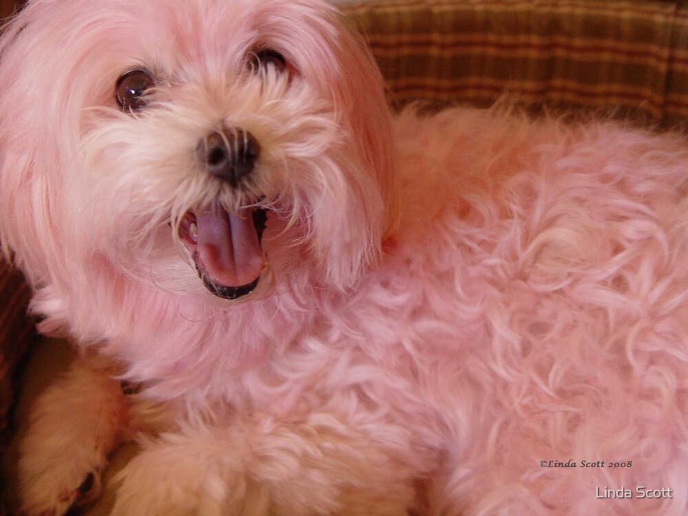 "" In The Pink" Maltese Dog" by Linda Scott | Redbubble