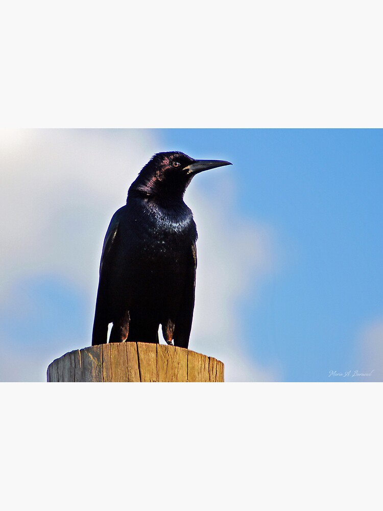"Grackle" Sticker by mbarnowl | Redbubble