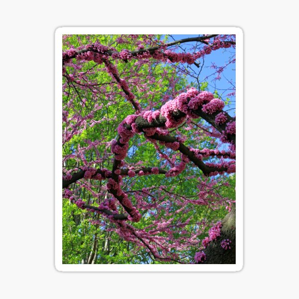 "Spring Excrescences" Sticker for Sale by pediid | Redbubble