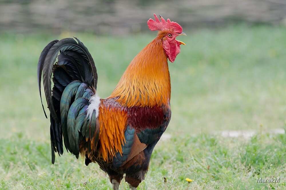 "Pimpus" by MarekM | Redbubble