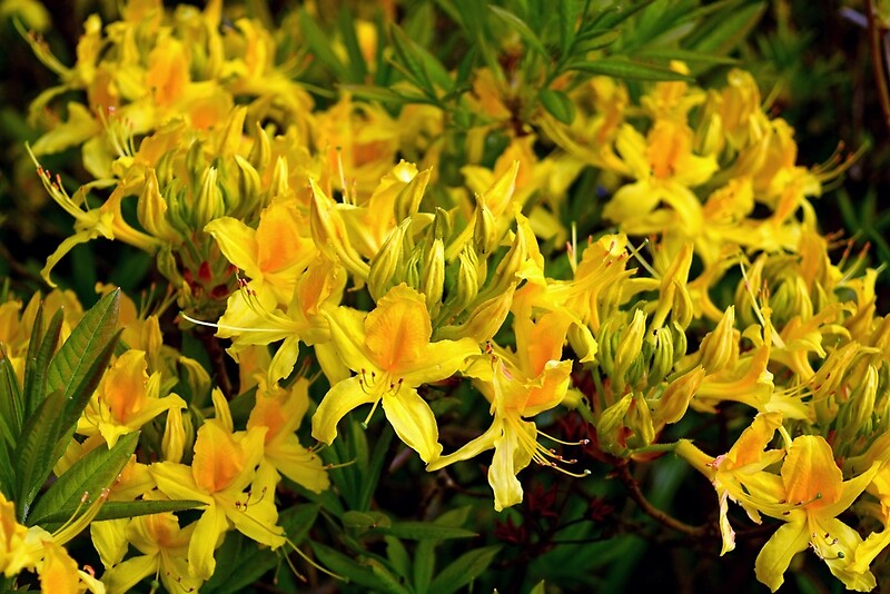 "In All Our Yellow Splendour" by Alexandra Lavizzari | Redbubble
