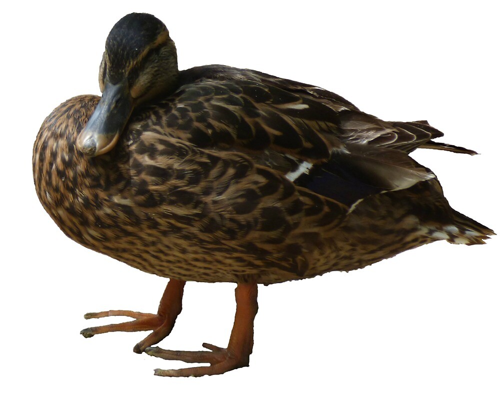 "Just a duck" by AquaAvis | Redbubble