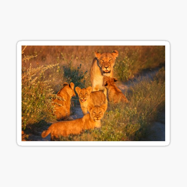 "Kalahari Cub greeting" Sticker for Sale by owedtonature | Redbubble