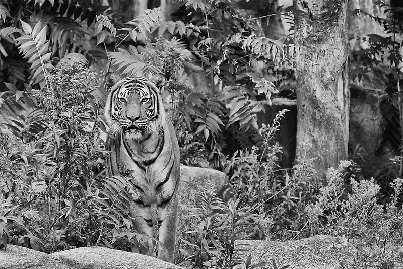 "Tiger Mimicry" by lab7115 | Redbubble