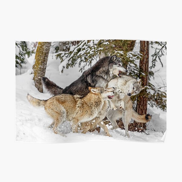 "The Wolf Pack" Poster for Sale by WesDotPhotos | Redbubble