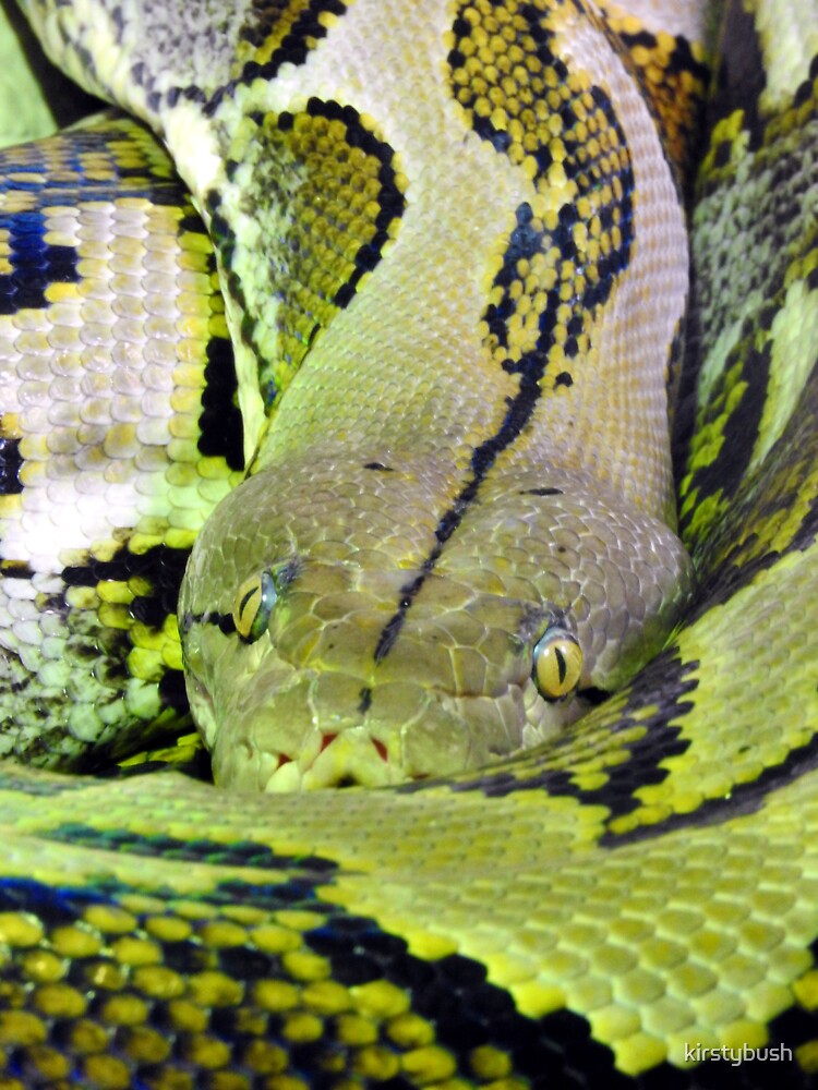 "Reticulated Python" Sticker for Sale by kirstybush | Redbubble