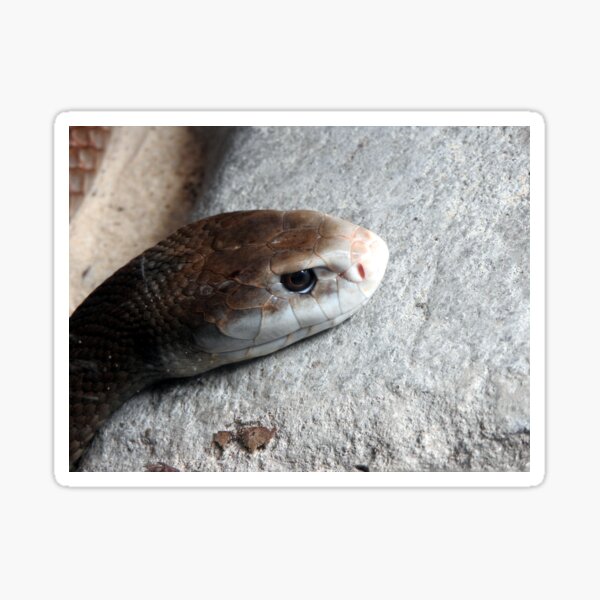"Coastal Taipan" Sticker by kirstybush | Redbubble